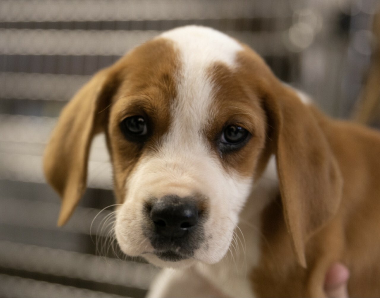 Product Name - Tuxes & Tails "Down & Derby"